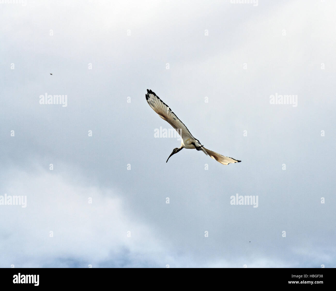 Sacred ibid in flight Stock Photo - Alamy