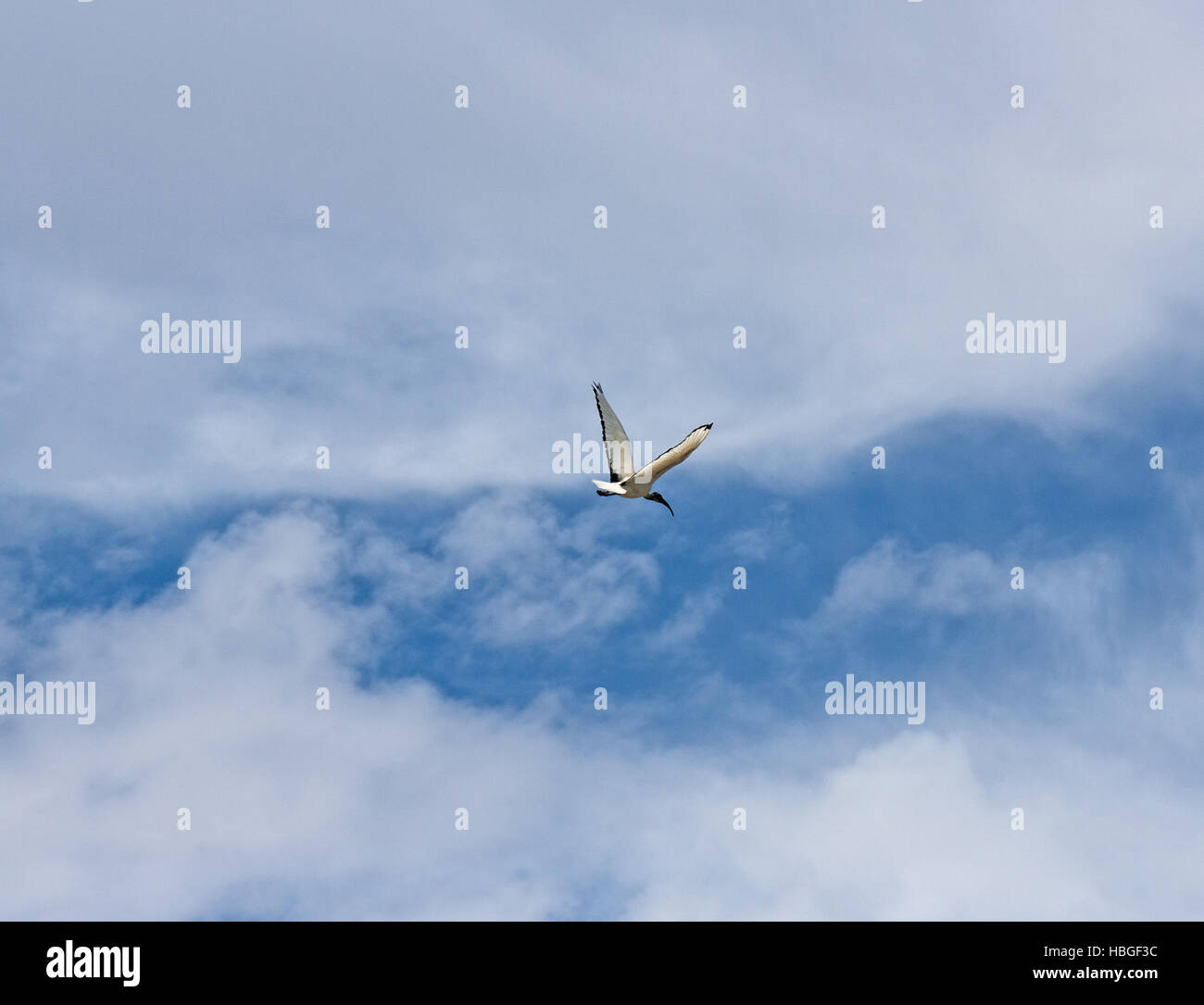 Sacred ibis in flight Stock Photo - Alamy