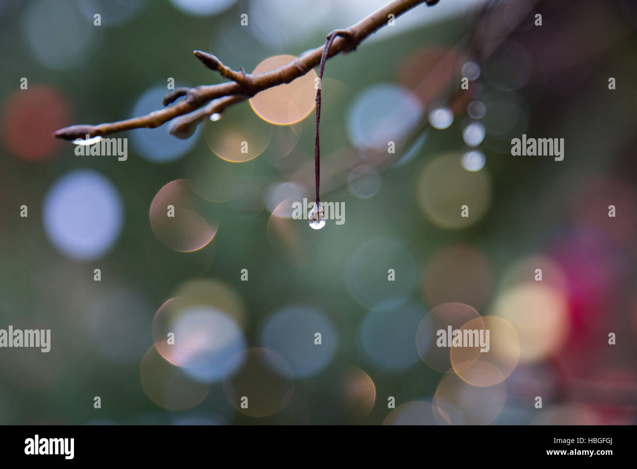 Rain tree branch hi-res stock photography and images - Alamy