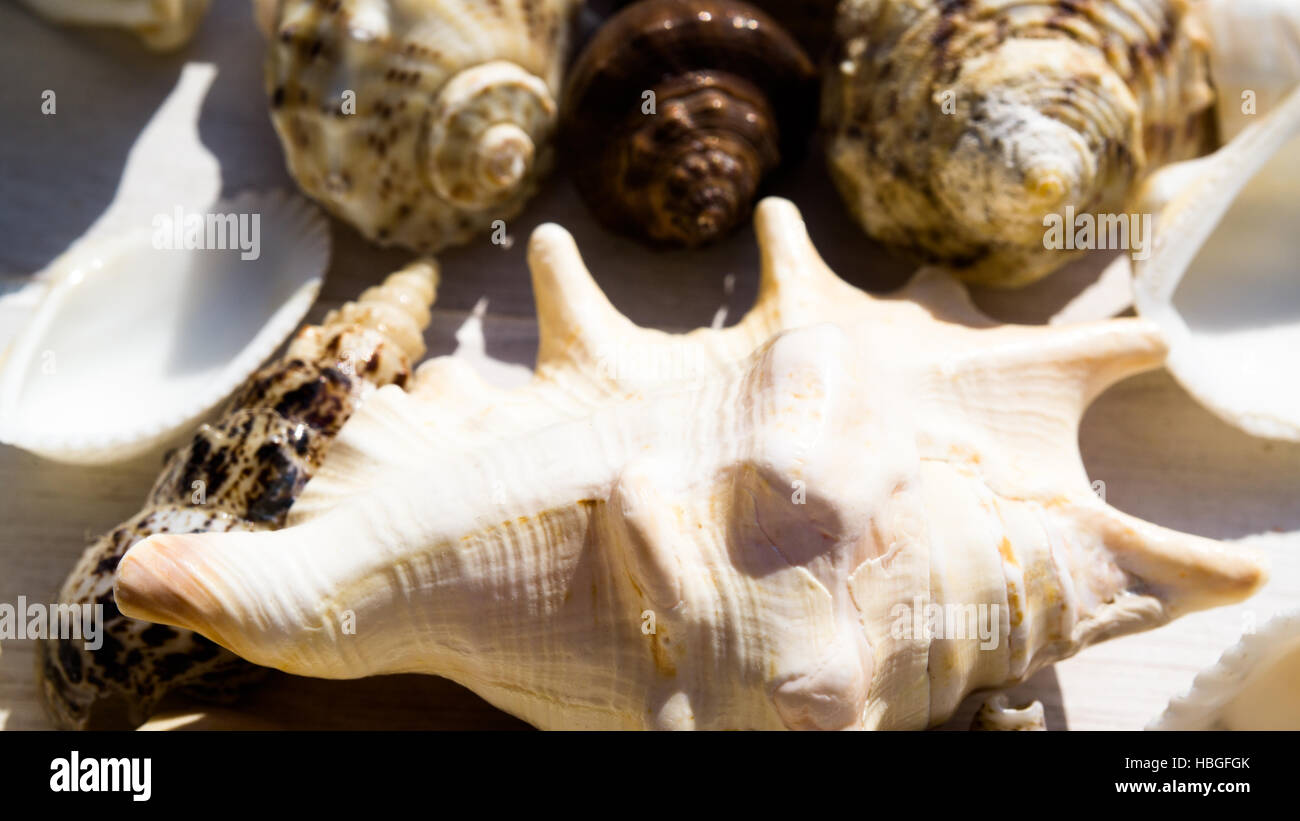 snail shells and seashells Stock Photo - Alamy