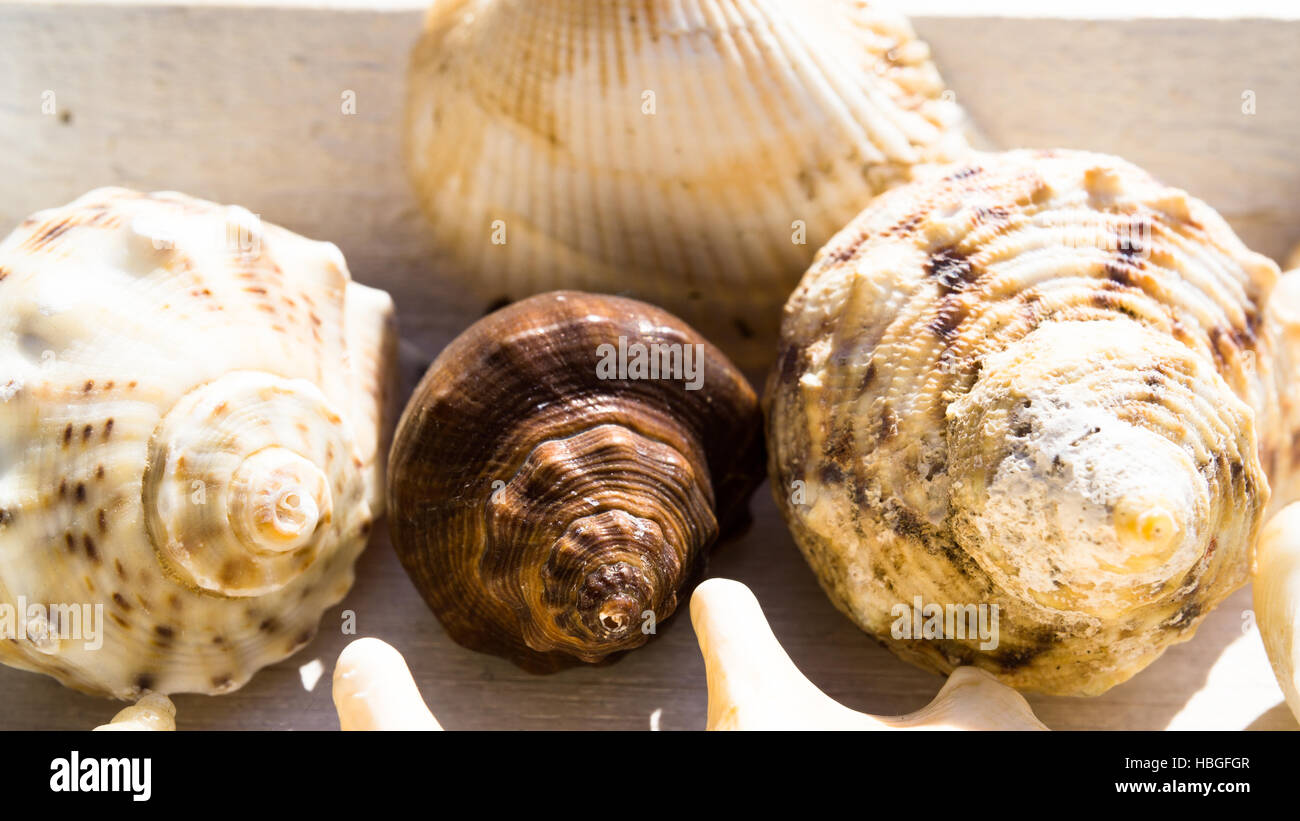 snail shells and seashells Stock Photo - Alamy