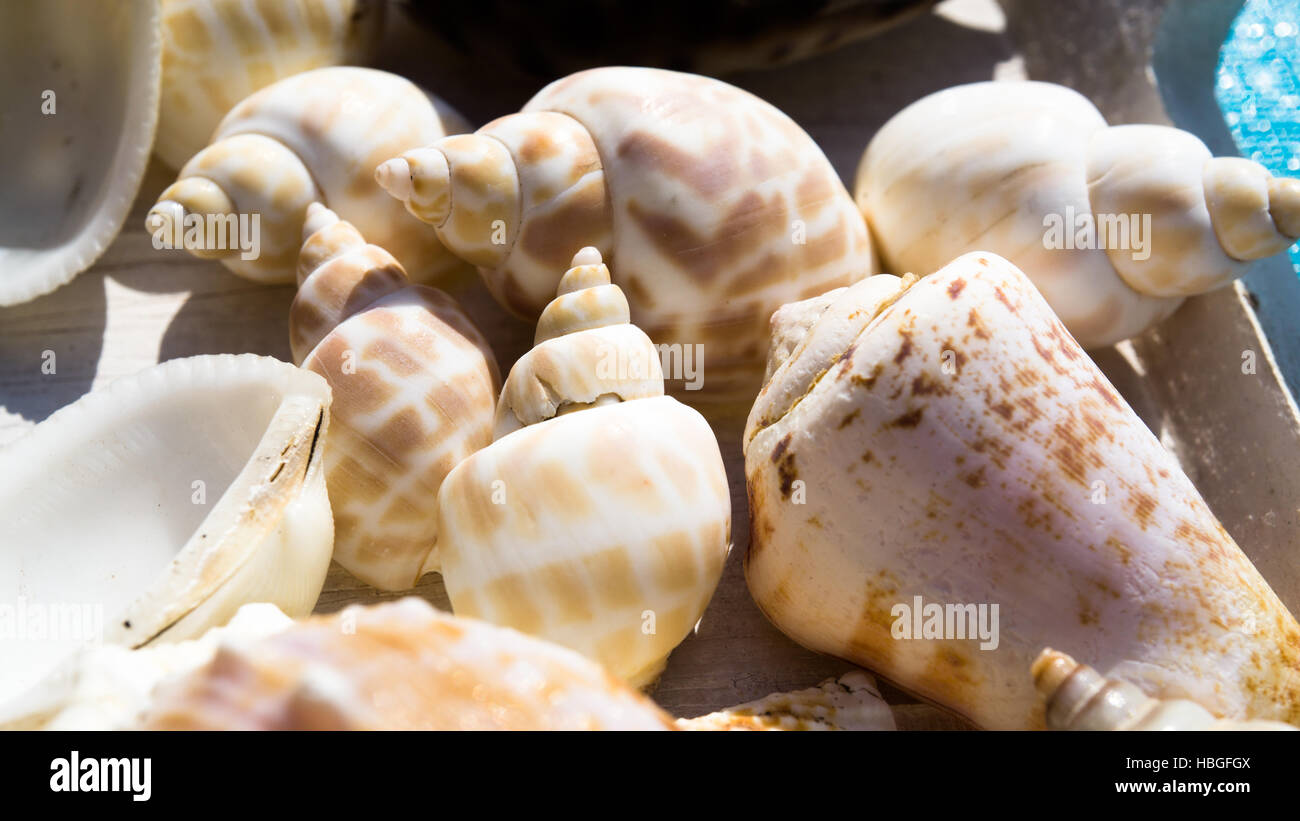snail shells and seashells Stock Photo - Alamy
