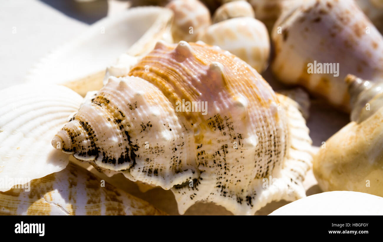 Shell sammlung hi-res stock photography and images - Alamy