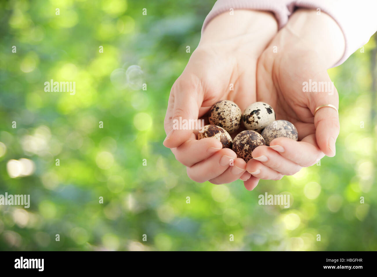 Hands holding quail eggs on a nature background. Symbol of life Stock ...