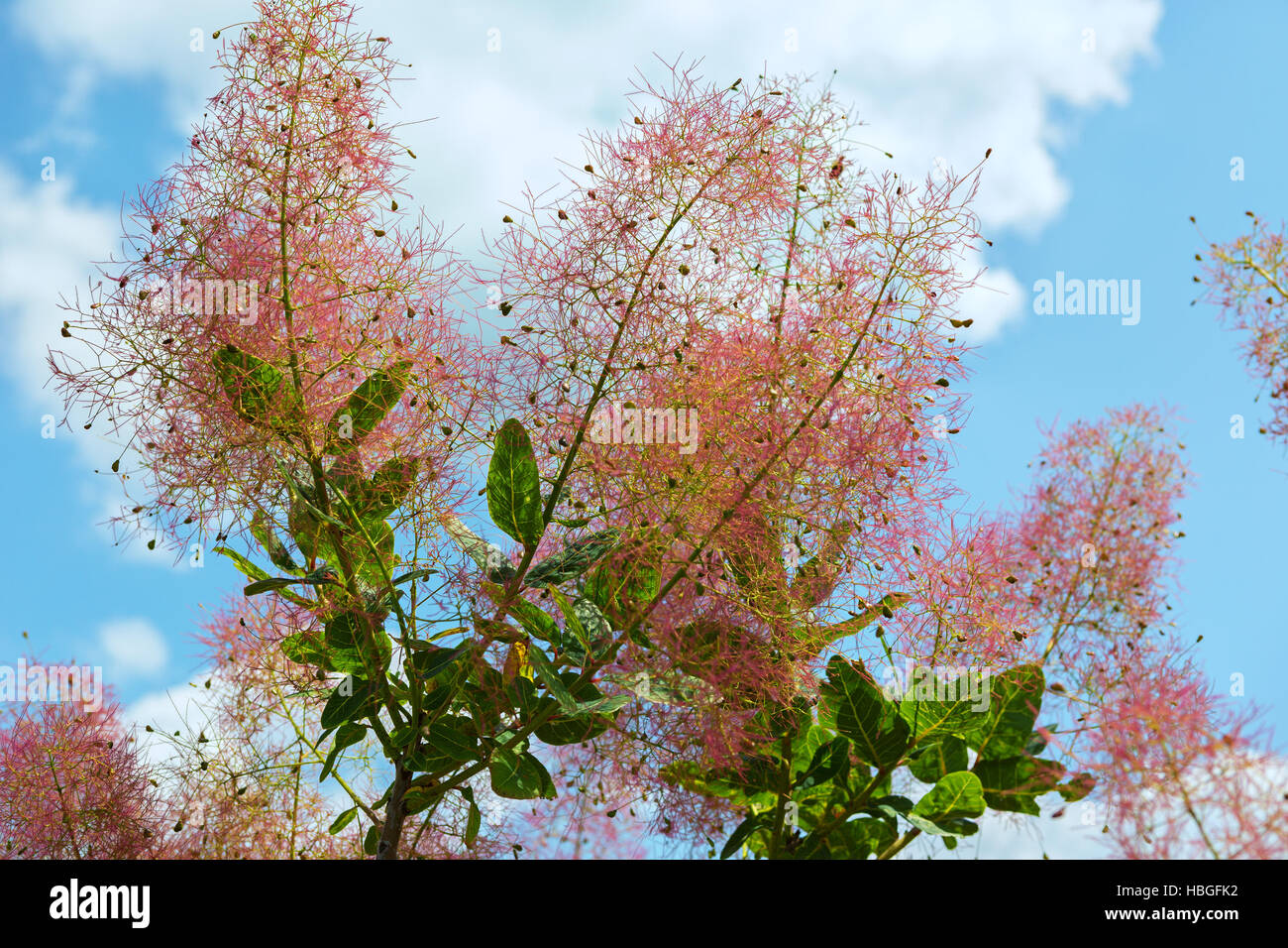 Cotinus coggygria or European smoketree Stock Photo - Alamy