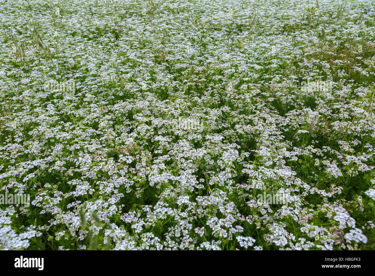 Field blossoming Orlaya daucoides Stock Photo - Alamy