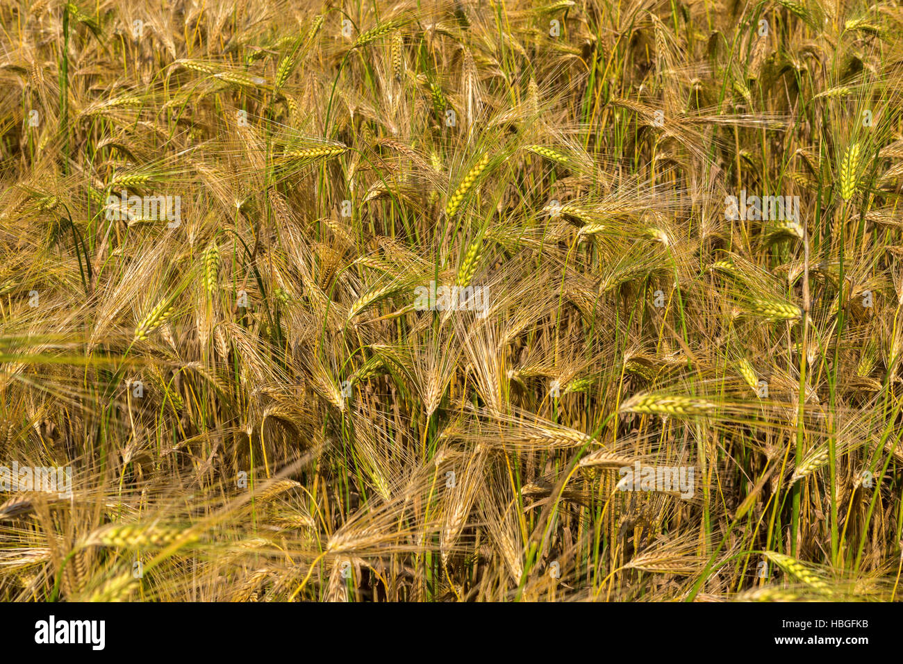 Field with harvest rye Stock Photo - Alamy
