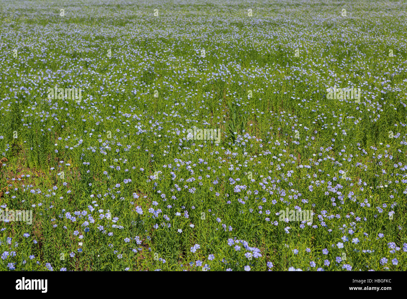 Flowering blue flax field Stock Photo - Alamy