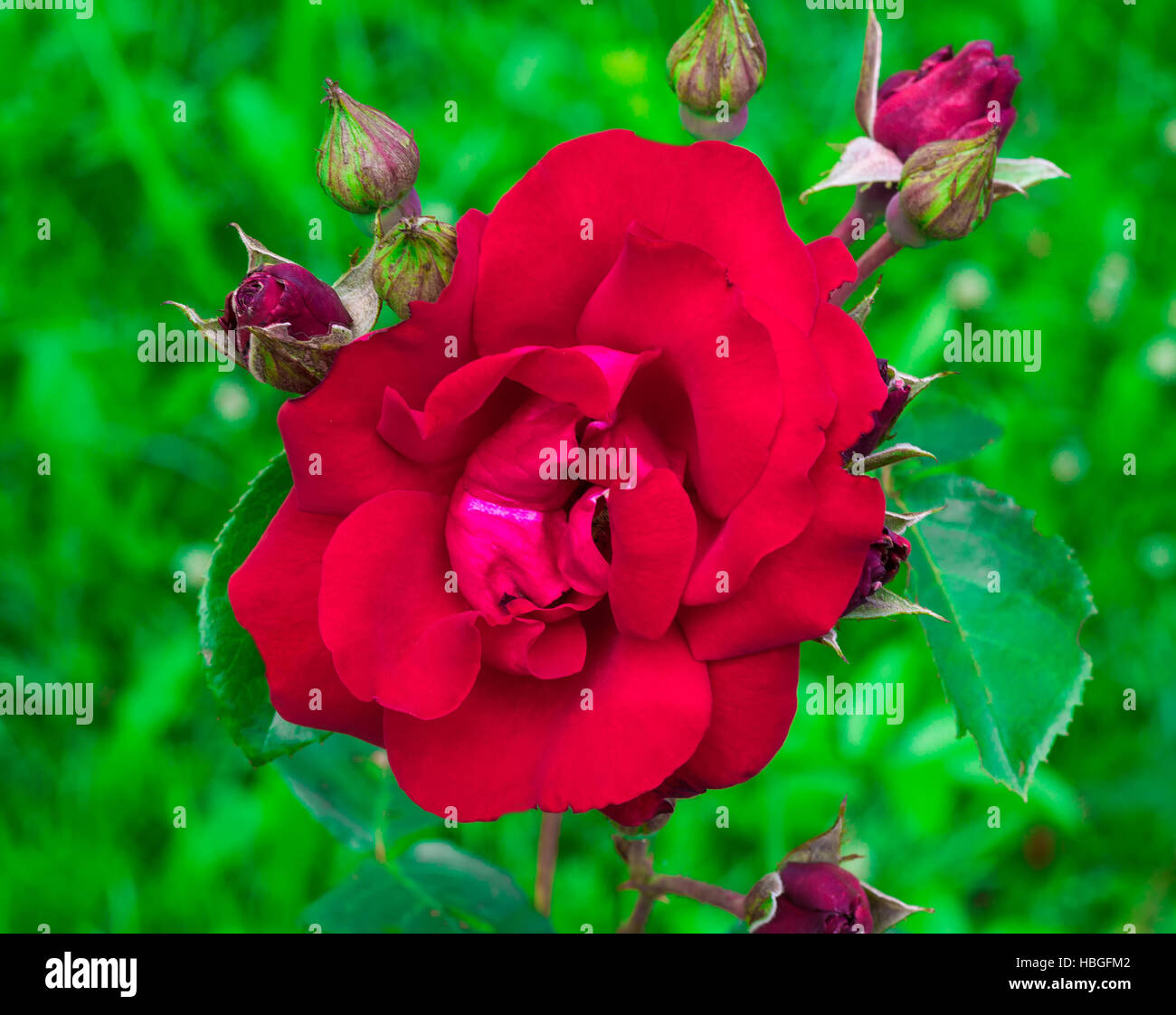 red rose, flora Stock Photo - Alamy