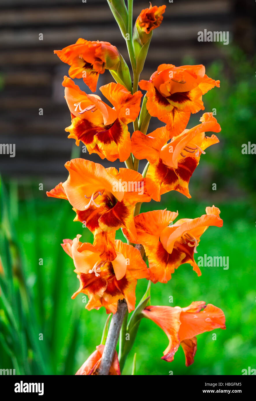 Orange gladiolus hi-res stock photography and images - Alamy