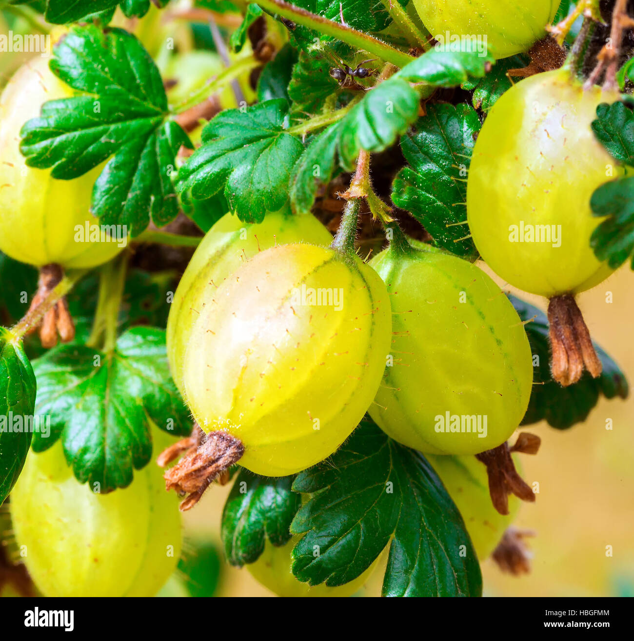 Gooseberry berries hi-res stock photography and images - Alamy
