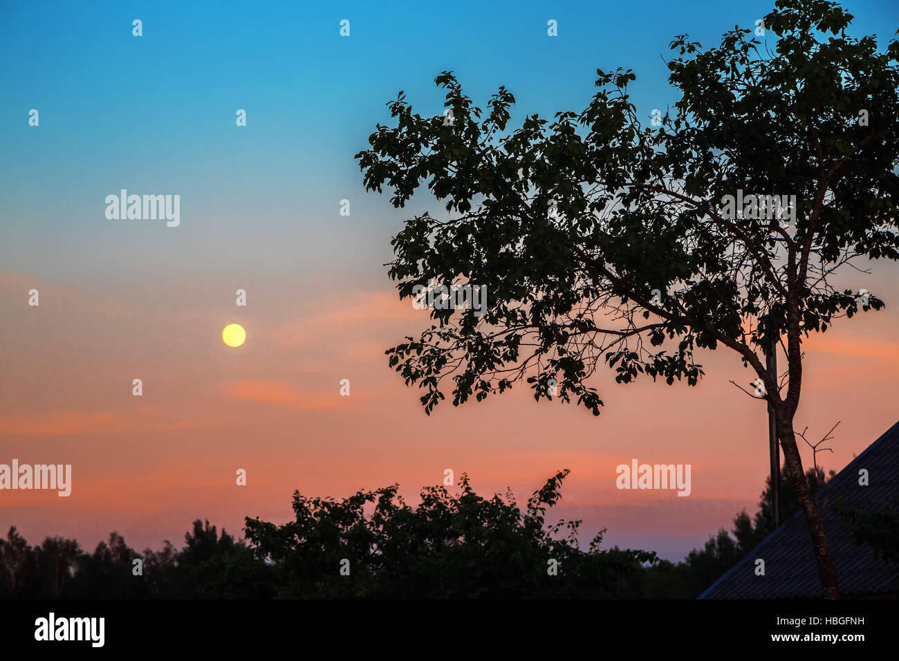 Moon tree hi-res stock photography and images - Alamy