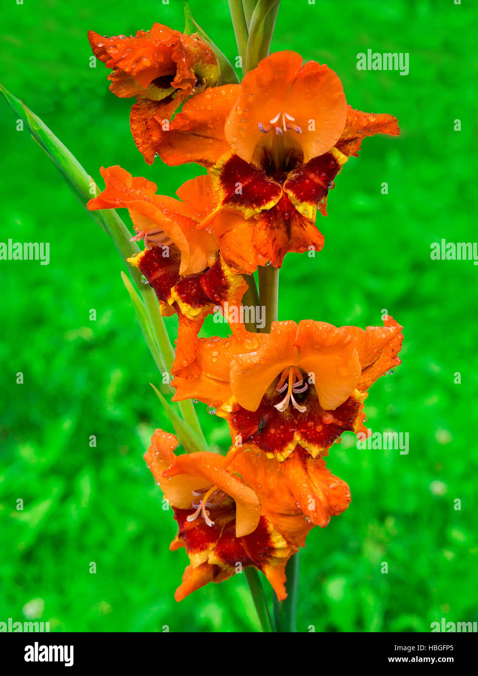 Orange gladiolus flowers Stock Photo - Alamy