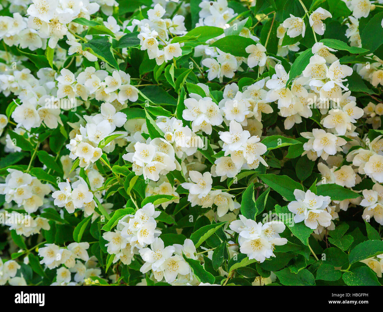 Jasmine branches hi-res stock photography and images - Alamy