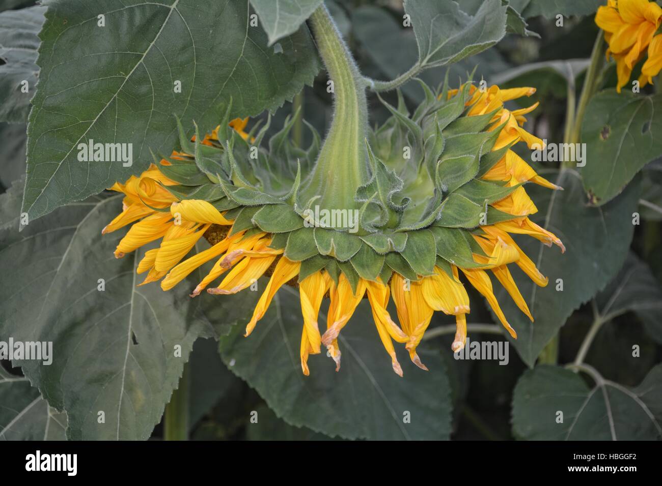 Bottom of a large sunflower in the field Stock Photo - Alamy