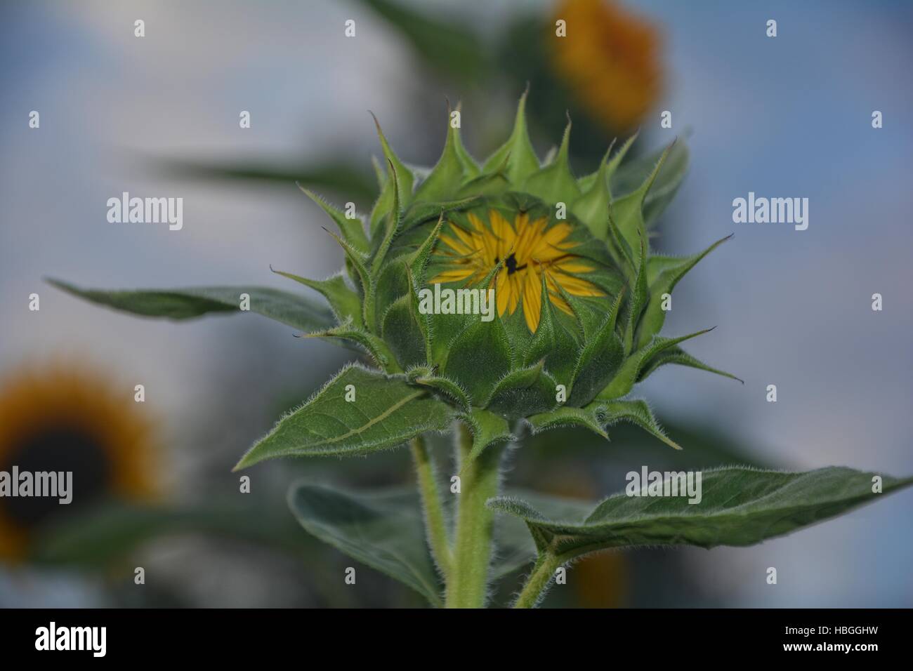 Closed sunflower hi-res stock photography and images - Alamy