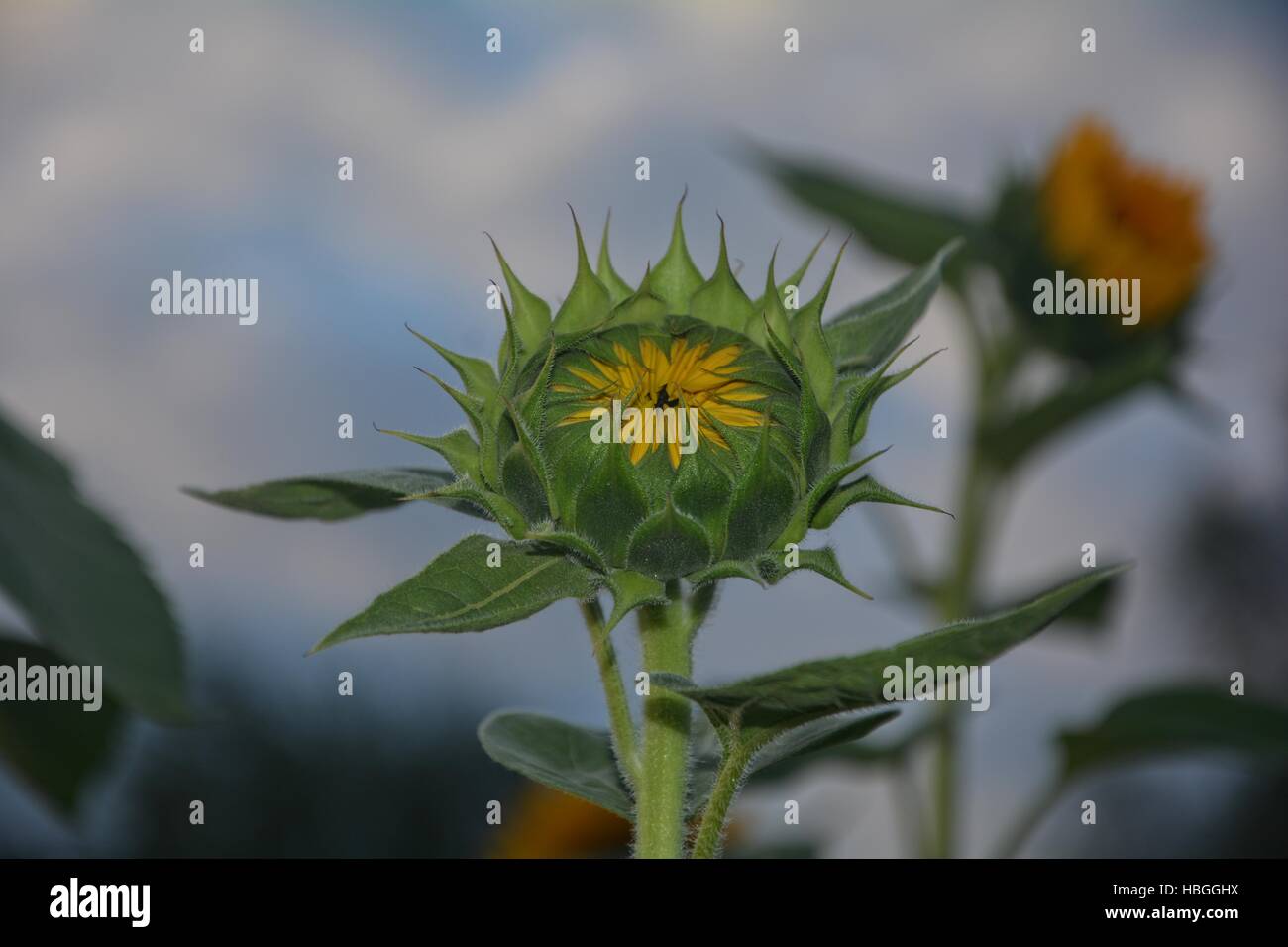 Closed sunflower hi-res stock photography and images - Alamy
