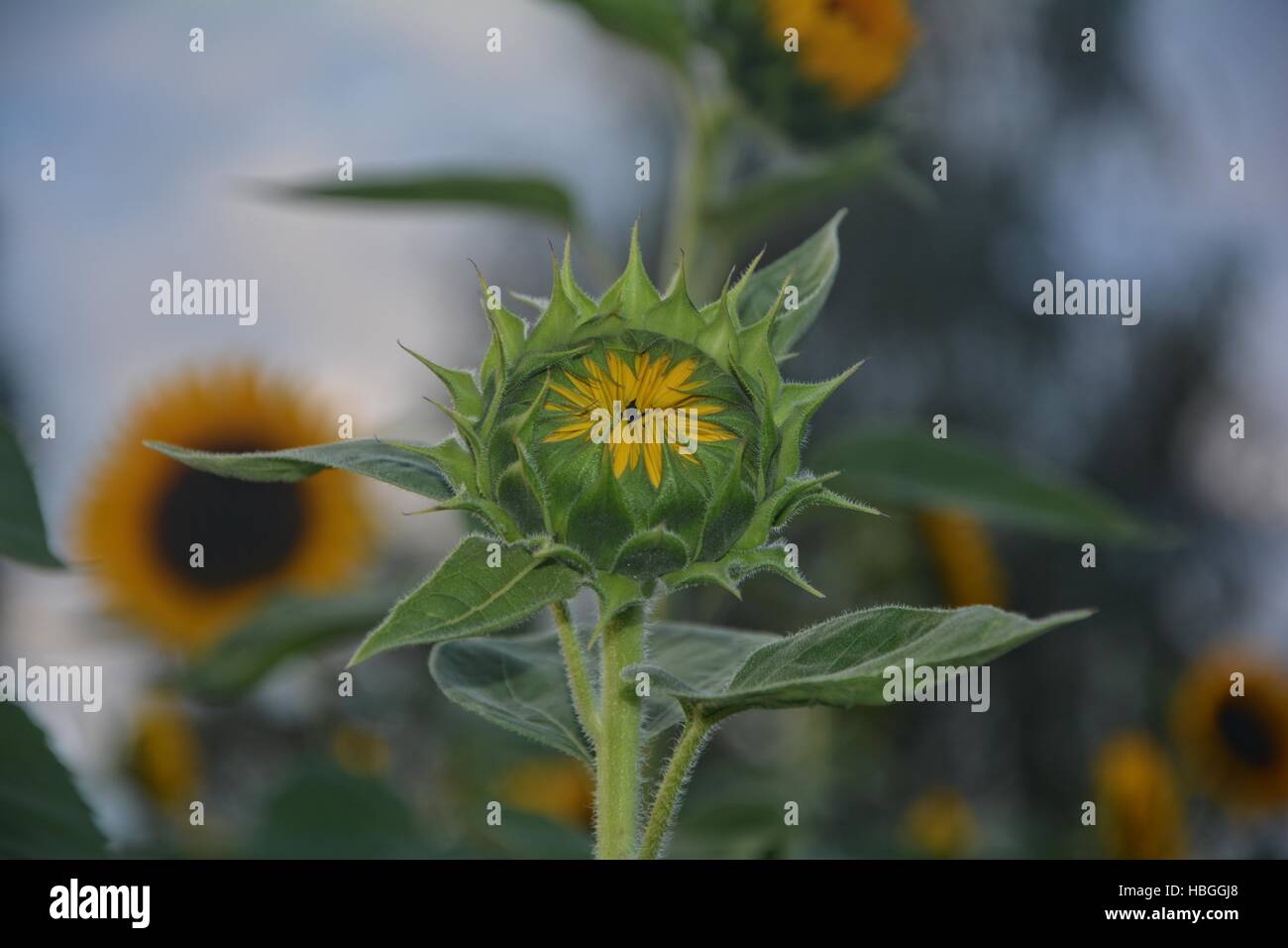 an almost closed sunflower in evening light Stock Photo - Alamy