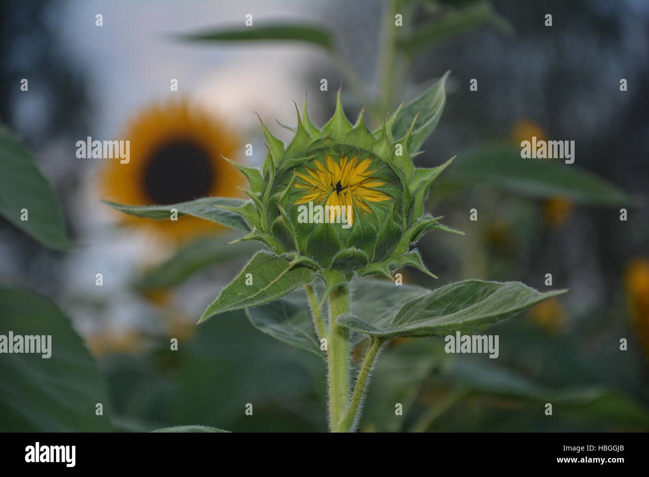 Sunflower flower plant hi-res stock photography and images - Alamy