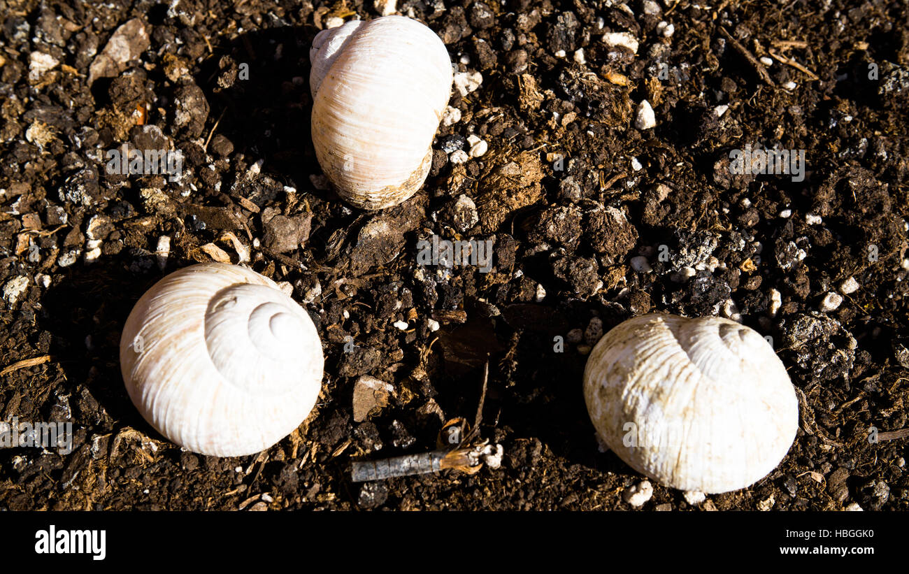 empty snail shells Stock Photo - Alamy