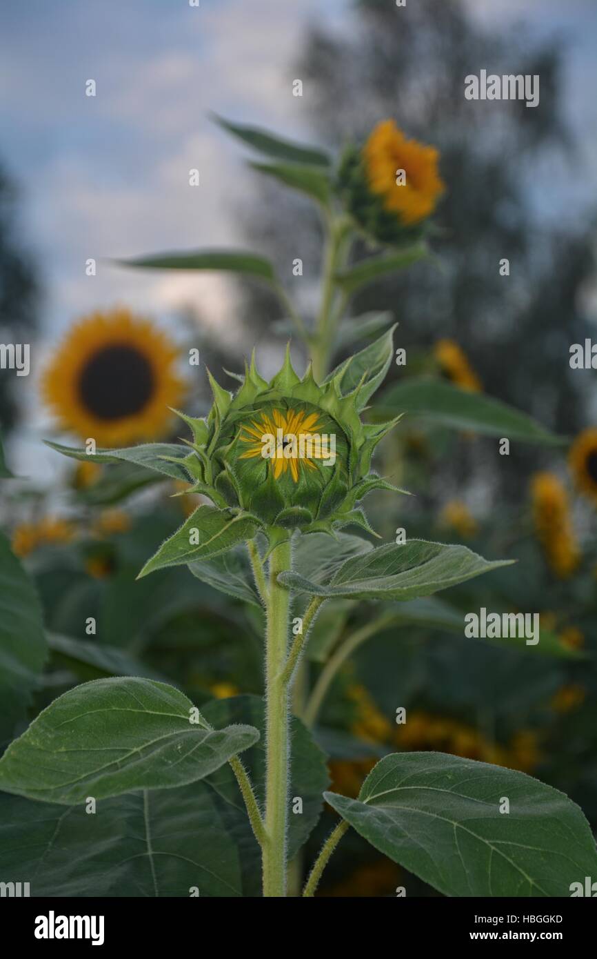 Closed sunflower hi-res stock photography and images - Alamy