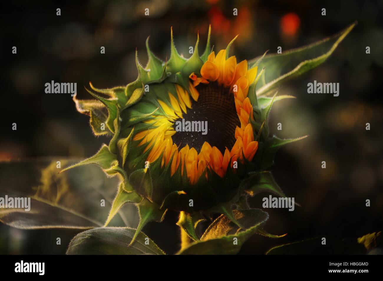 Sunflower half flower hi-res stock photography and images - Alamy