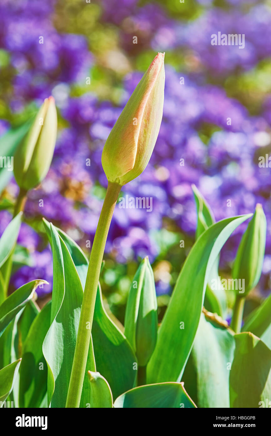 Unblown Buds of Tulips Stock Photo - Alamy