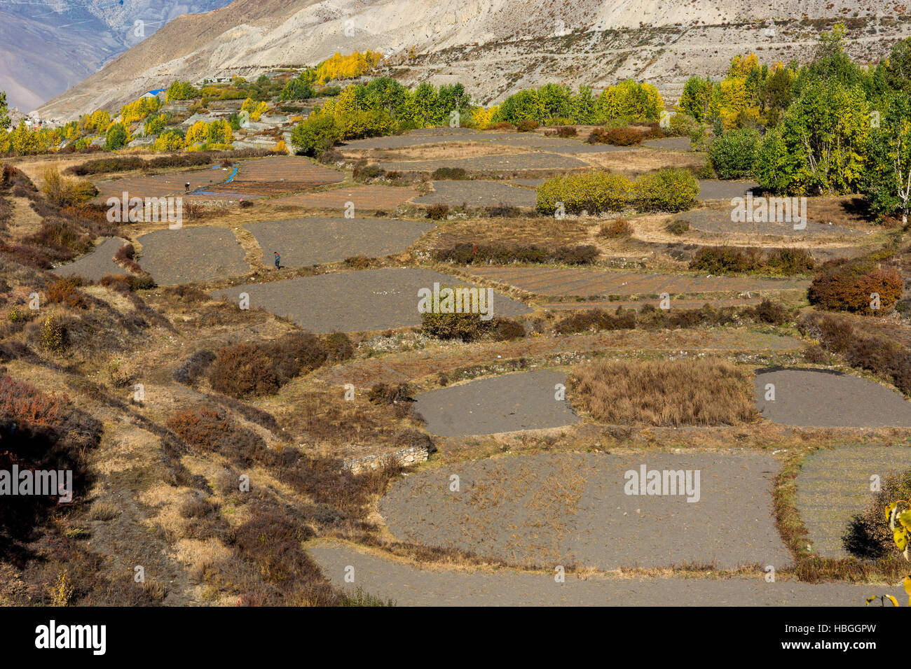 Empty fields after harvest Stock Photo - Alamy