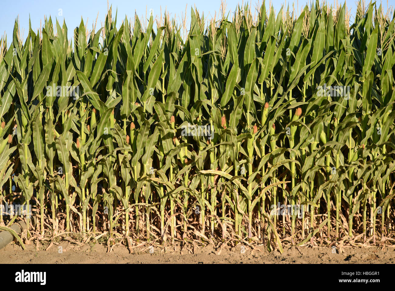 Cornfield corn field on background hi-res stock photography and images ...