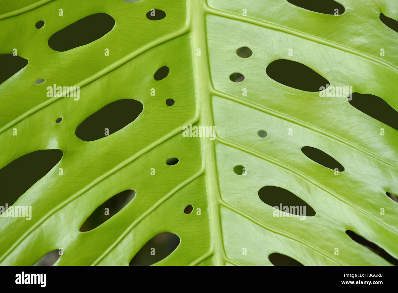 Monstera deliciosa background Stock Photo - Alamy