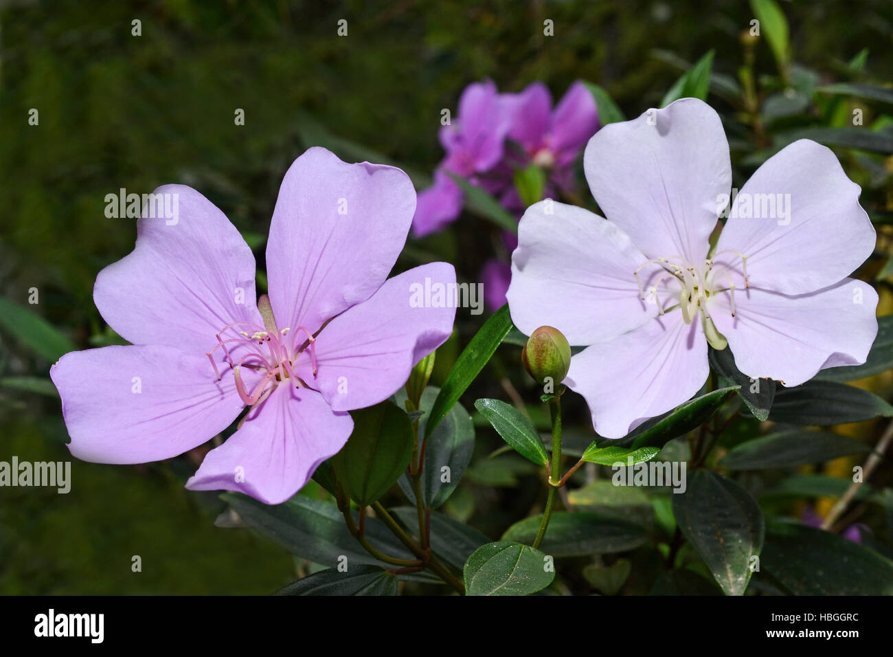 Manacá-da-serra – Tibouchina mutabilis Stock Photo - Alamy