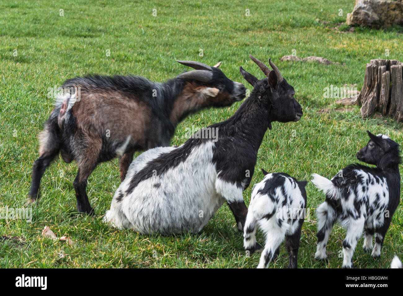 Goat on a pasture Stock Photo - Alamy