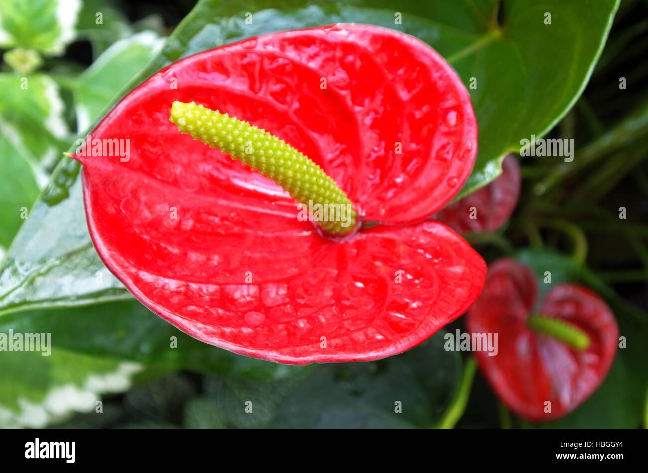 Arum Family High Resolution Stock Photography and Images - Alamy