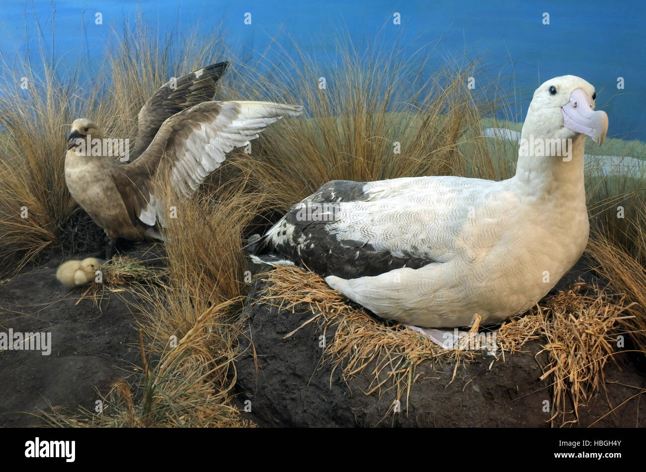 Short Tailed Albatross High Resolution Stock Photography and Images - Alamy