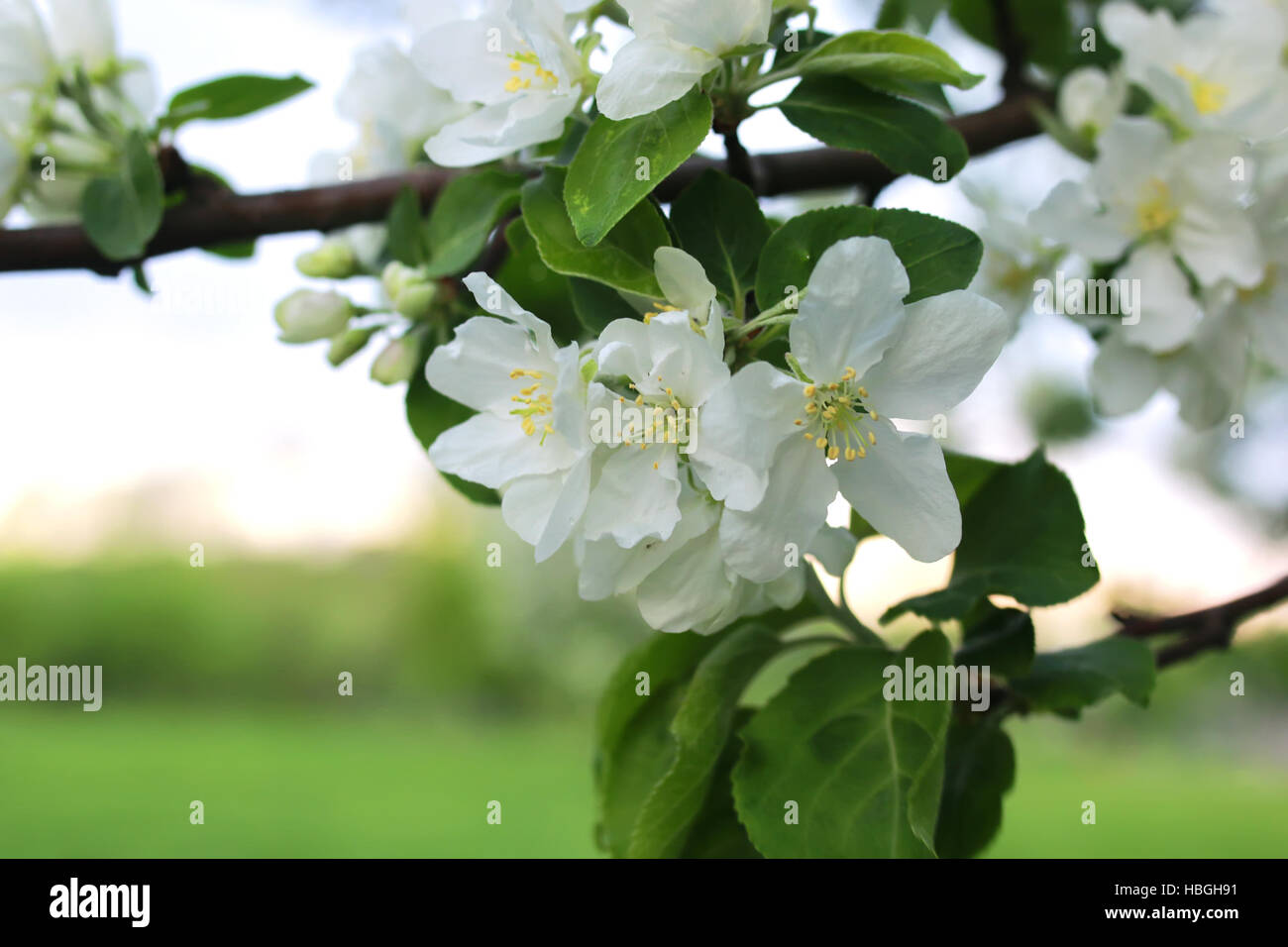 flower apple tree macro Stock Photo - Alamy