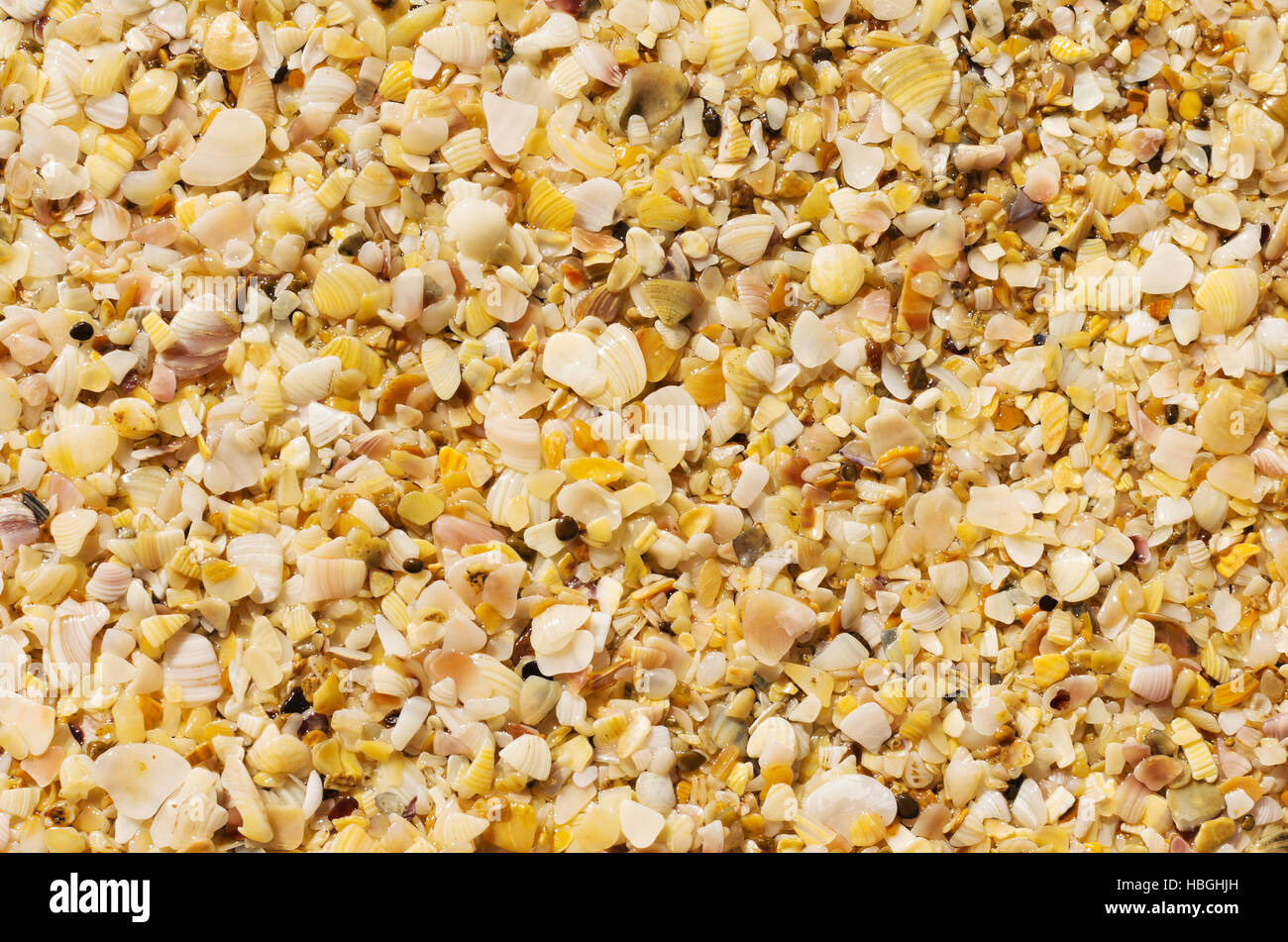 Shelly brown hi-res stock photography and images - Alamy