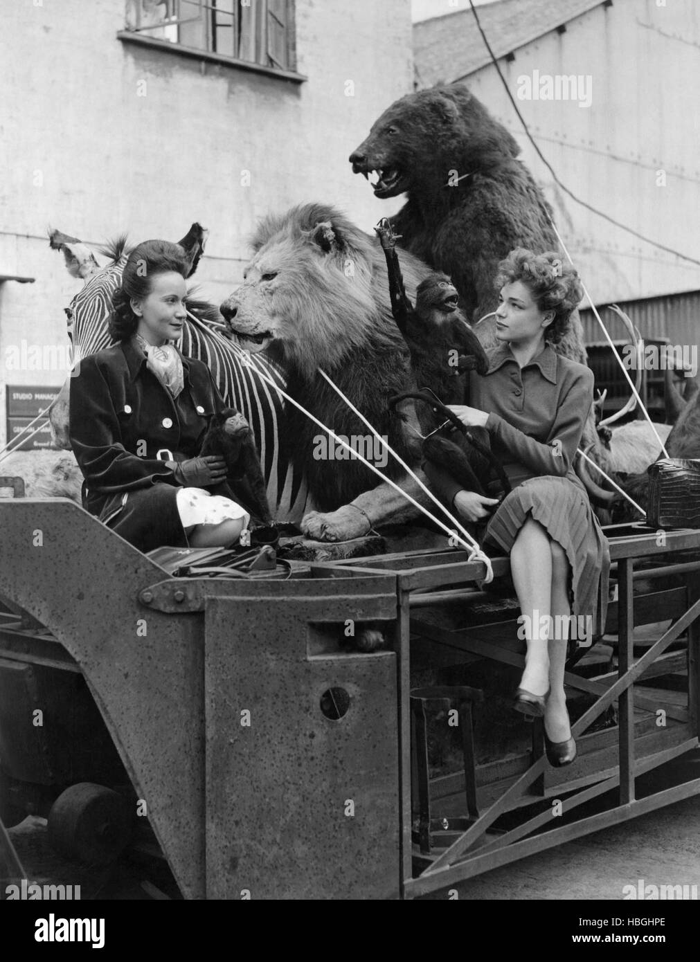 AGAINST THE WIND, Terry Van Caillie, Simone Signoret, examine stuffed ...