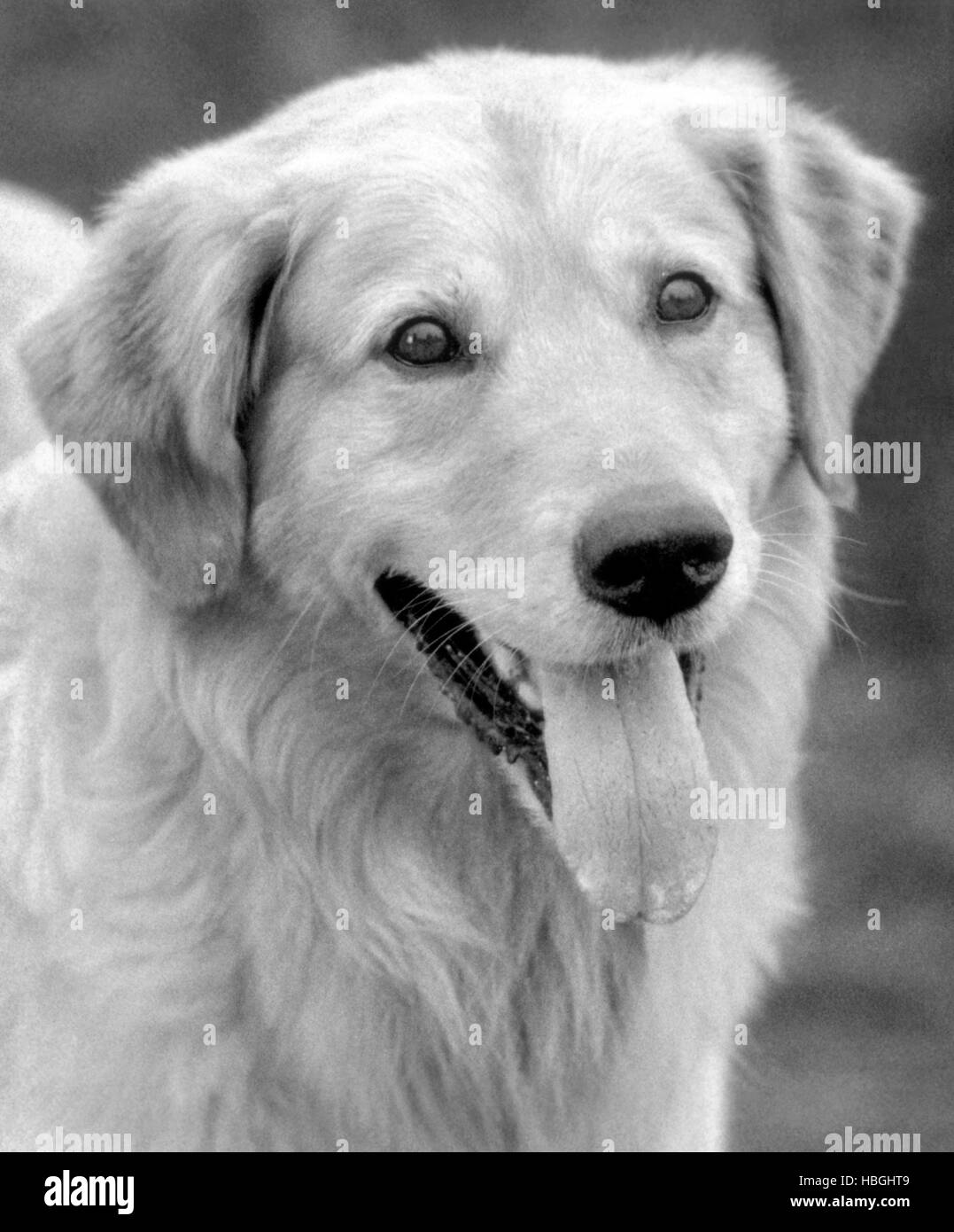 AIR BUD, Buddy, 1997, ©Buena Vista Pictures/courtesy Everett Collection ...
