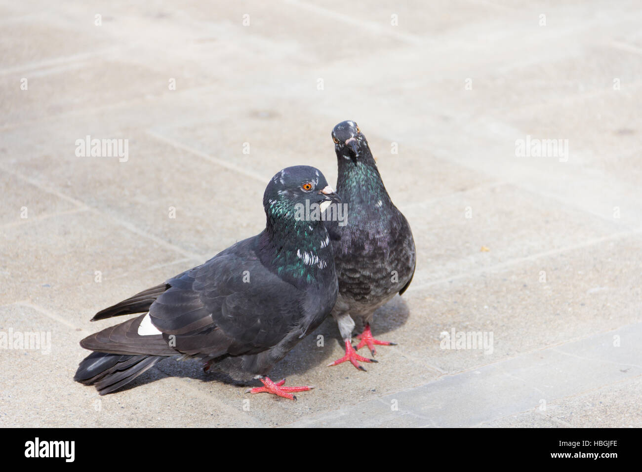 Pigeons in sun hi-res stock photography and images - Alamy