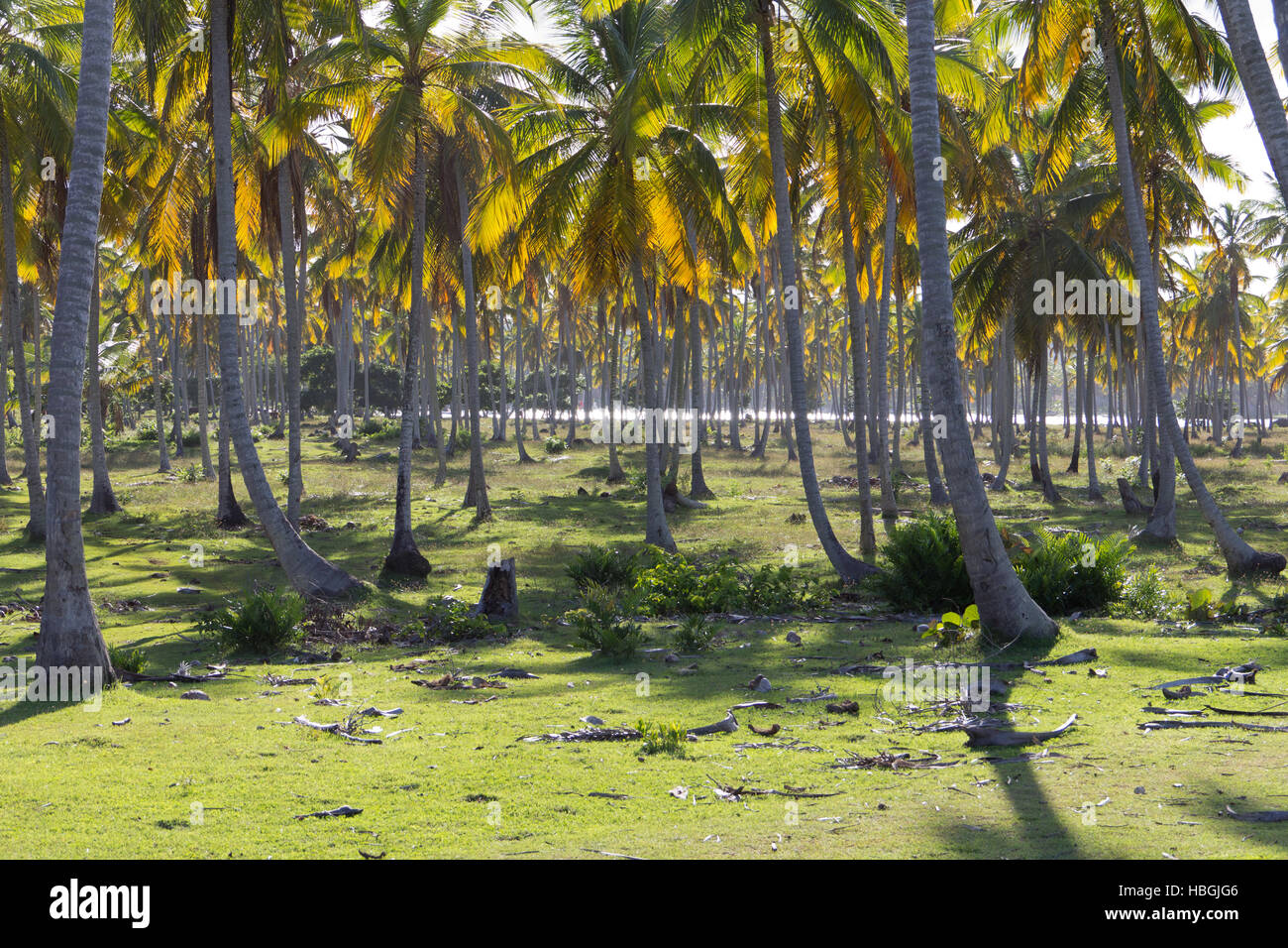 Dominican republic green hi-res stock photography and images - Alamy
