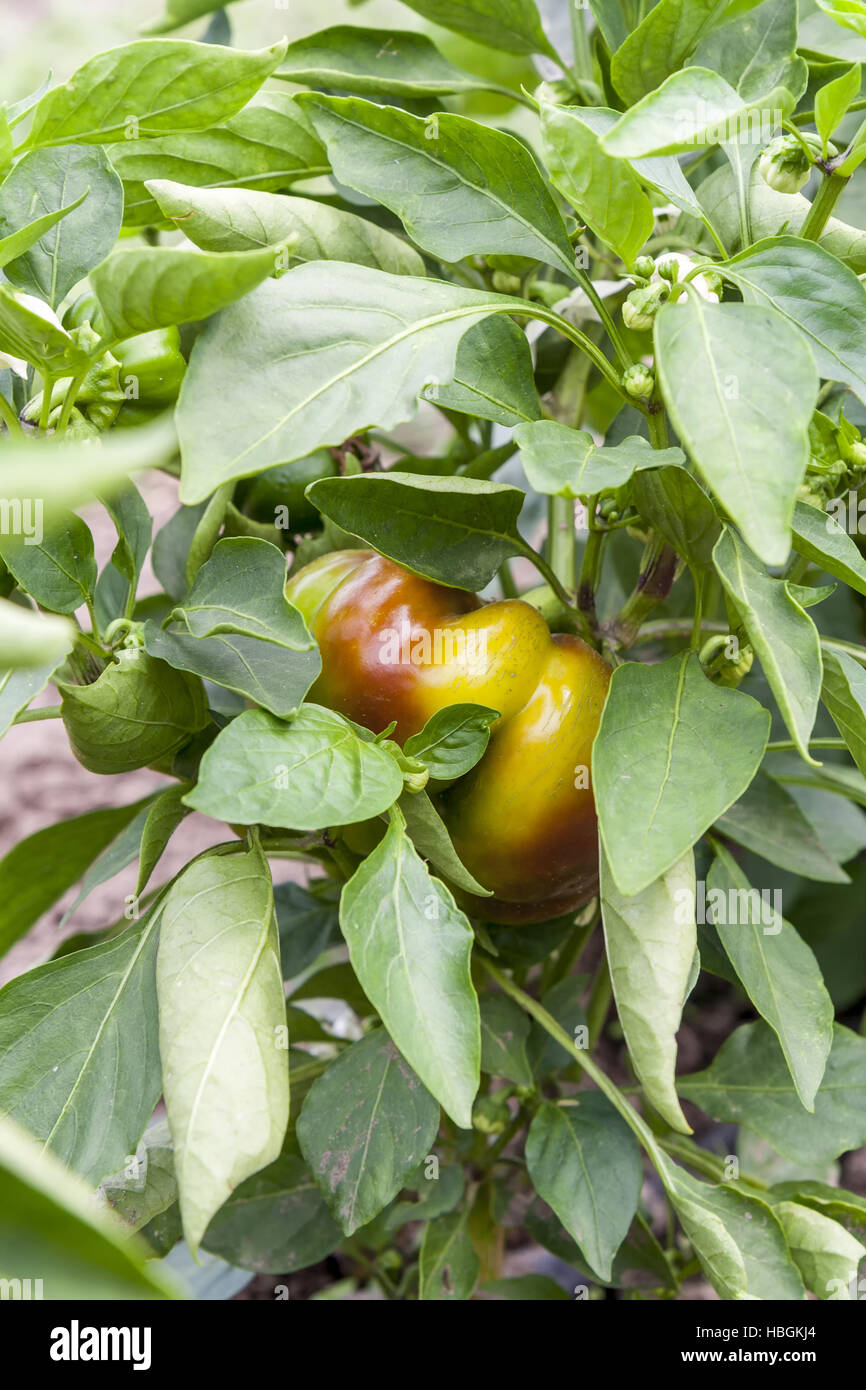 Unripe pepper hi-res stock photography and images - Alamy