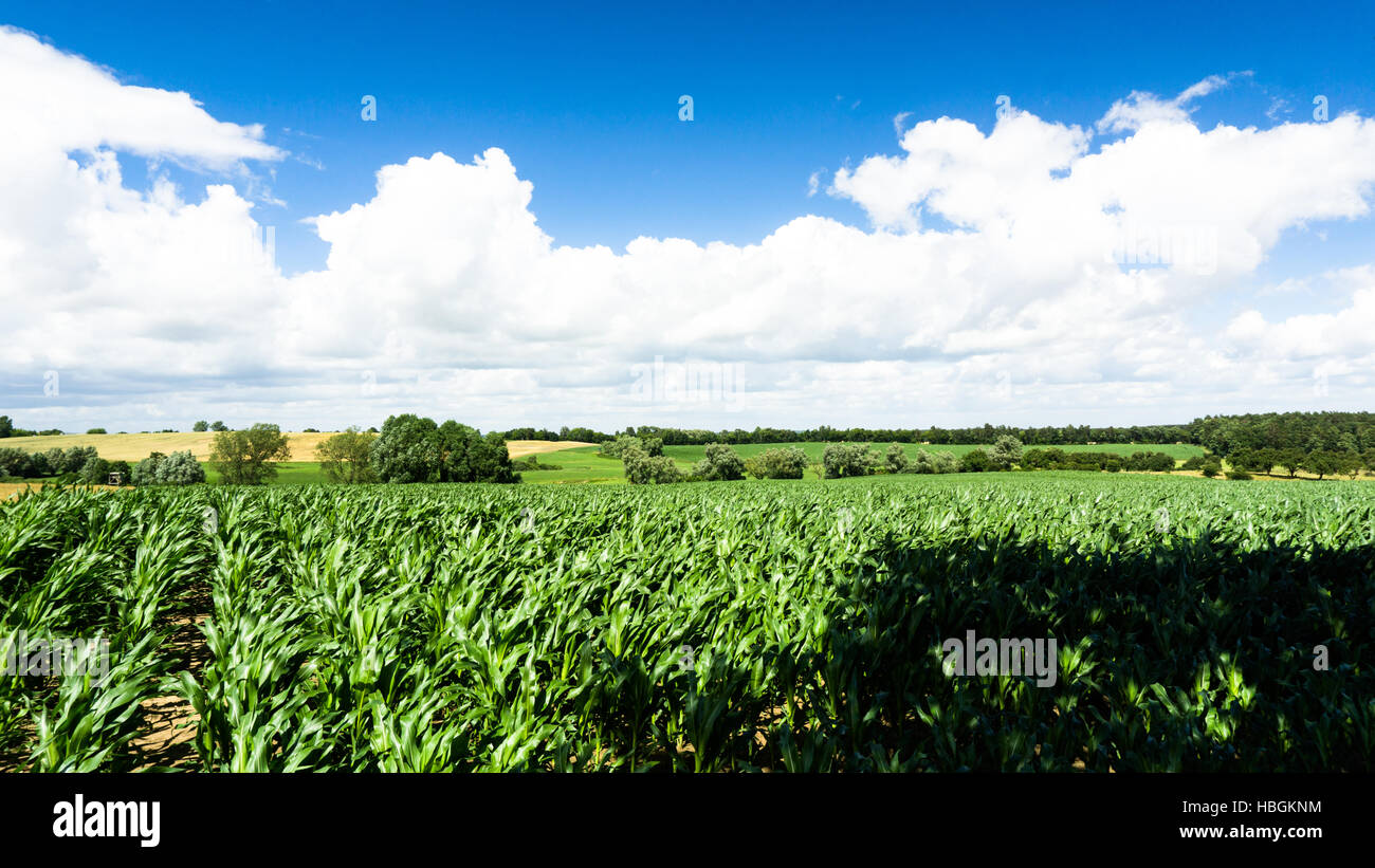 fields, meadows and forest Stock Photo - Alamy