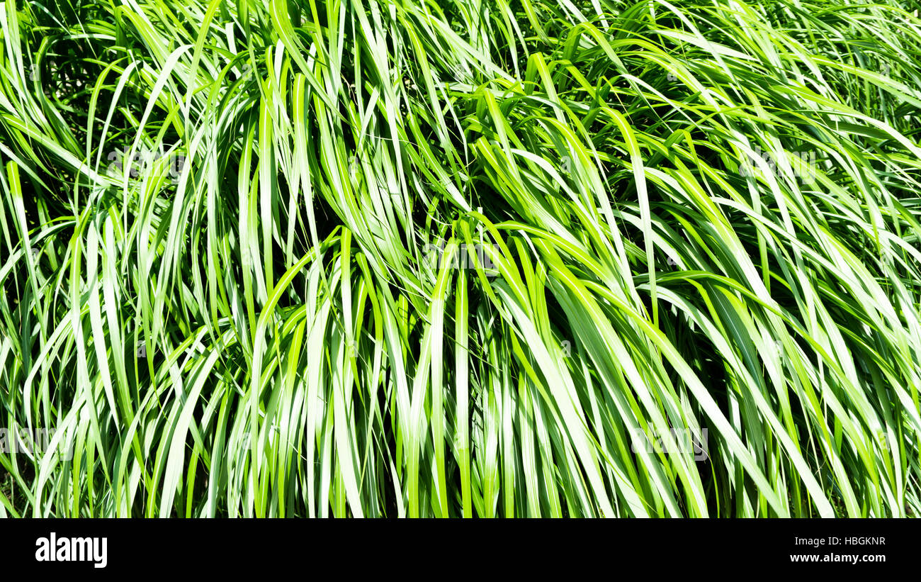 Tall reeds and grass hi-res stock photography and images - Alamy