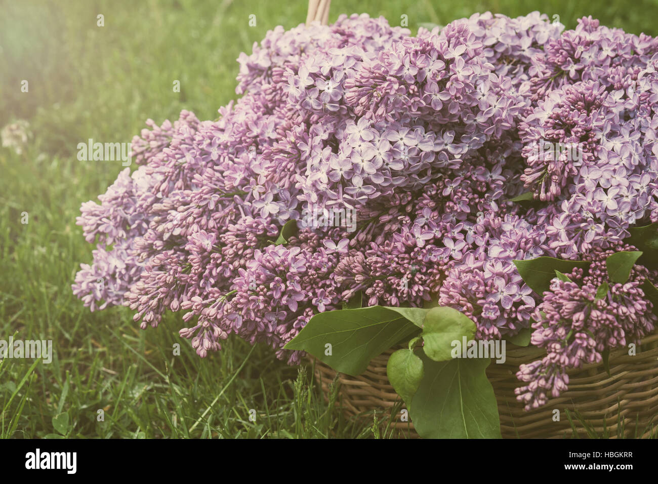 Branches of flowering purple lilac syringa Stock Photo - Alamy