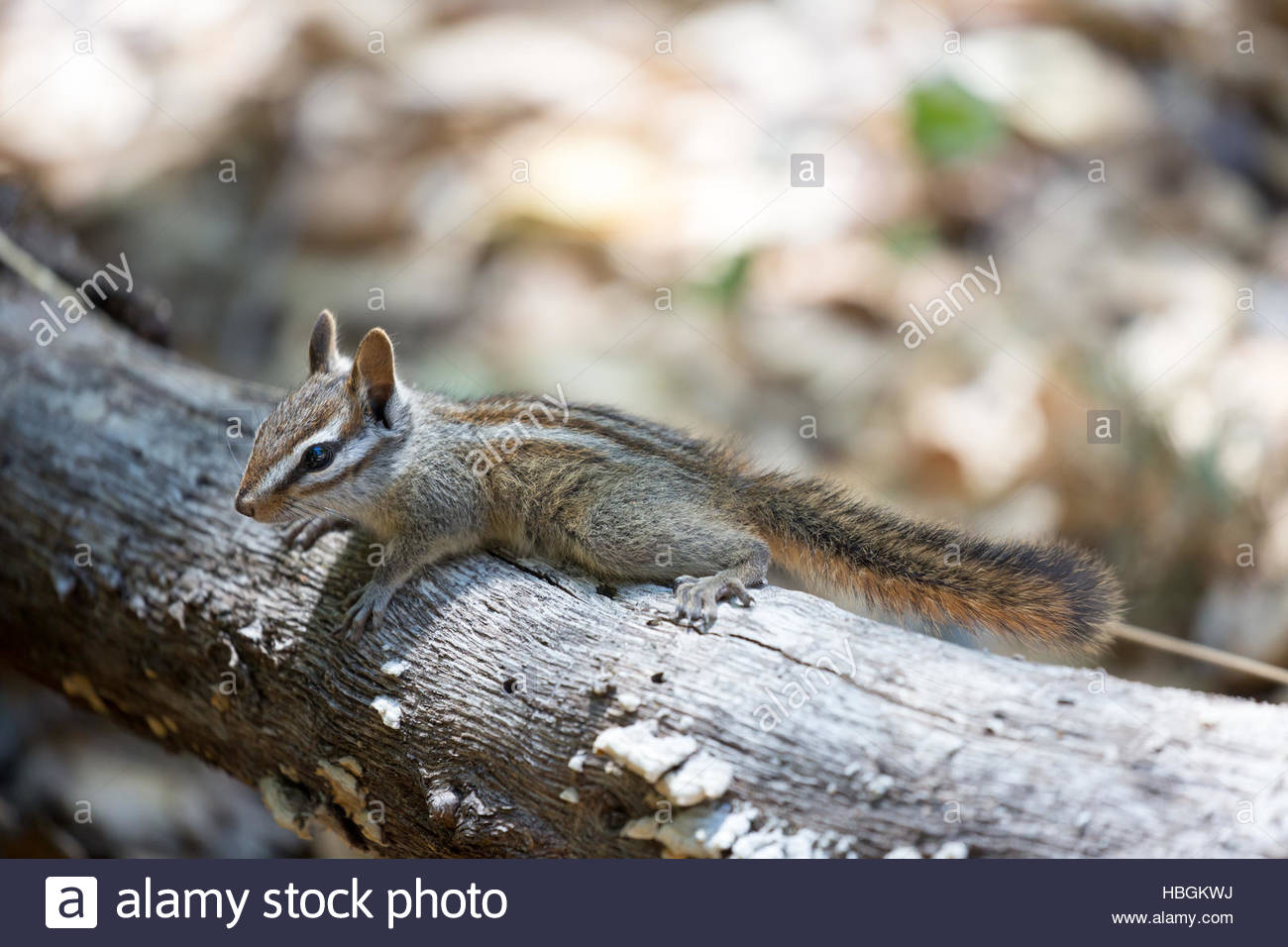 Chipmunk Tail Stock Photos & Chipmunk Tail Stock Images - Alamy