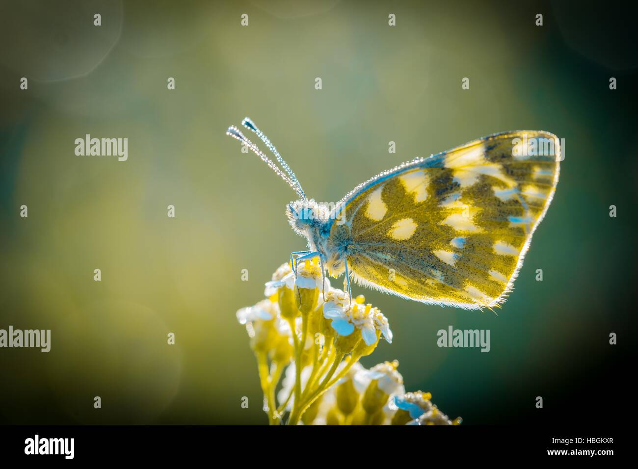 Beutiful butterly macro Stock Photo - Alamy