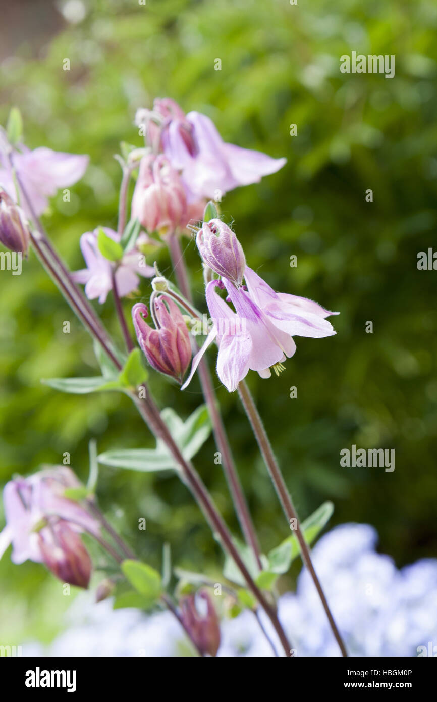 Pink bells hi-res stock photography and images - Alamy
