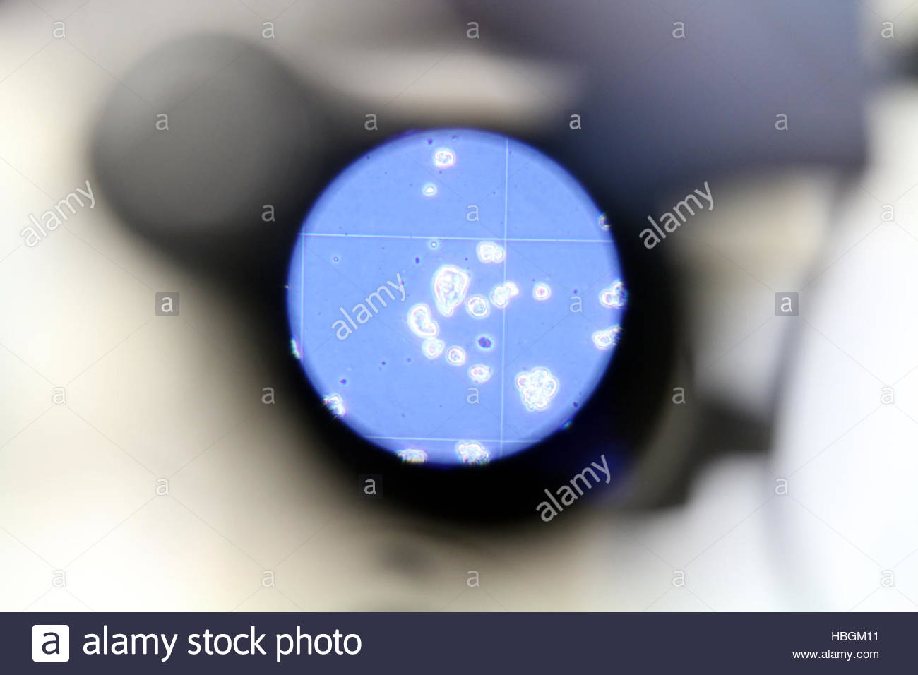 Cells Microscope Stock Photos & Cells Microscope Stock Images - Alamy