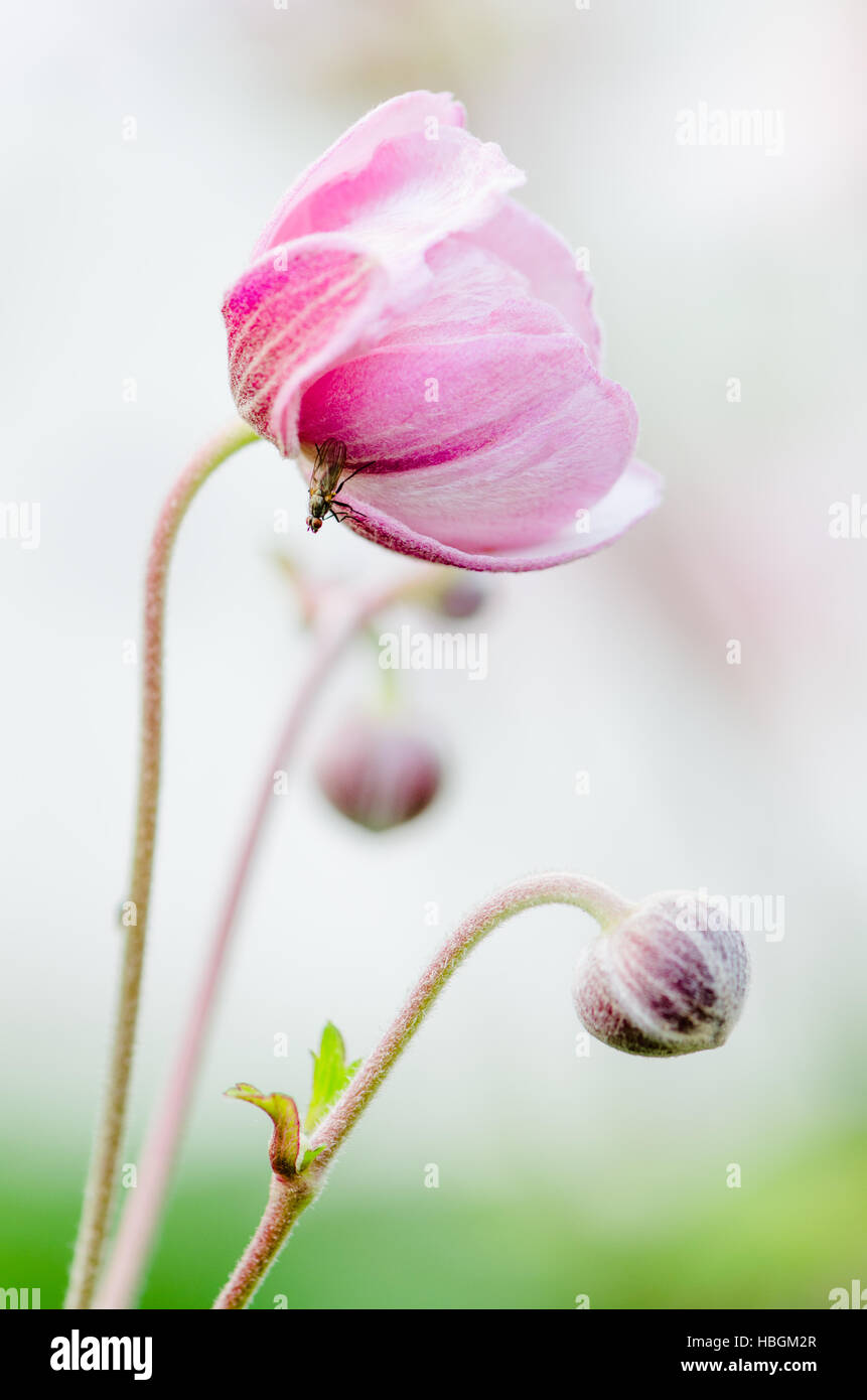 Pale pink flower Japanese anemone, close-up Stock Photo - Alamy