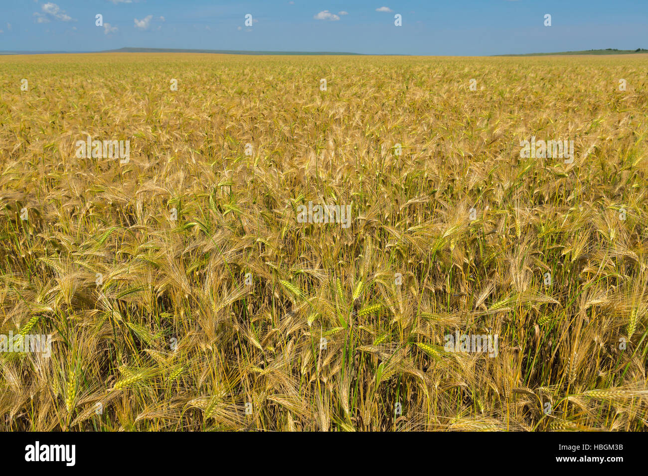 Field with harvest rye Stock Photo - Alamy